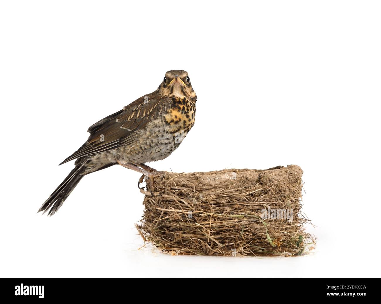 Cute nestling thrush fieldfare sitting on the edge of the nest isolated ...