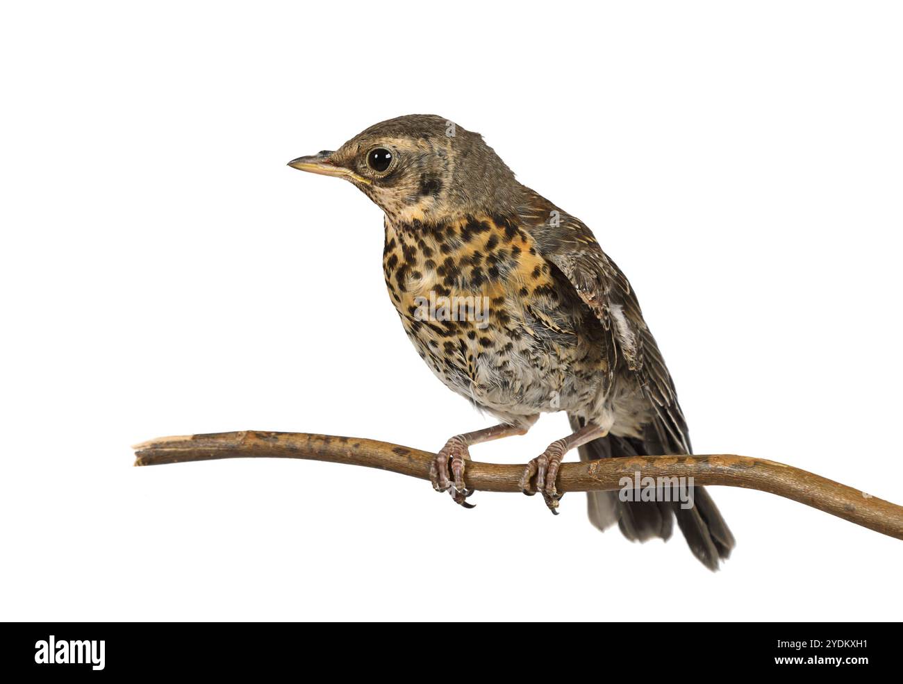 Nestling thrush fieldfare sitting on a branch isolated on a white ...