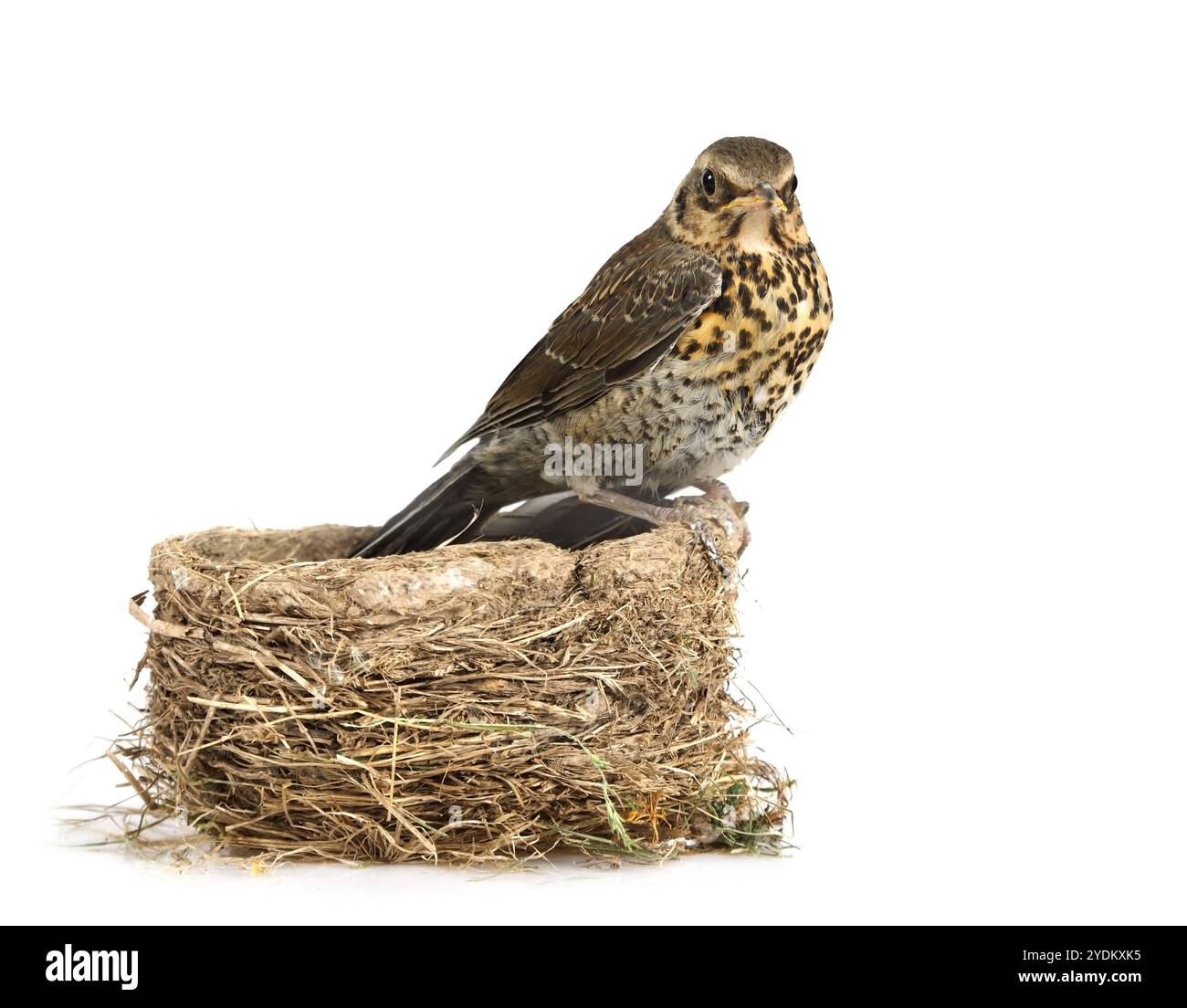 Thrush nest isolated hi-res stock photography and images - Alamy