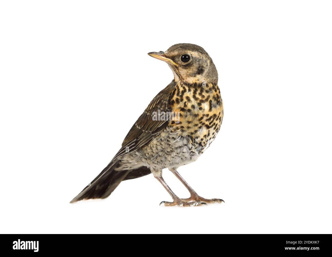 Baby thrush Cut Out Stock Images & Pictures - Alamy