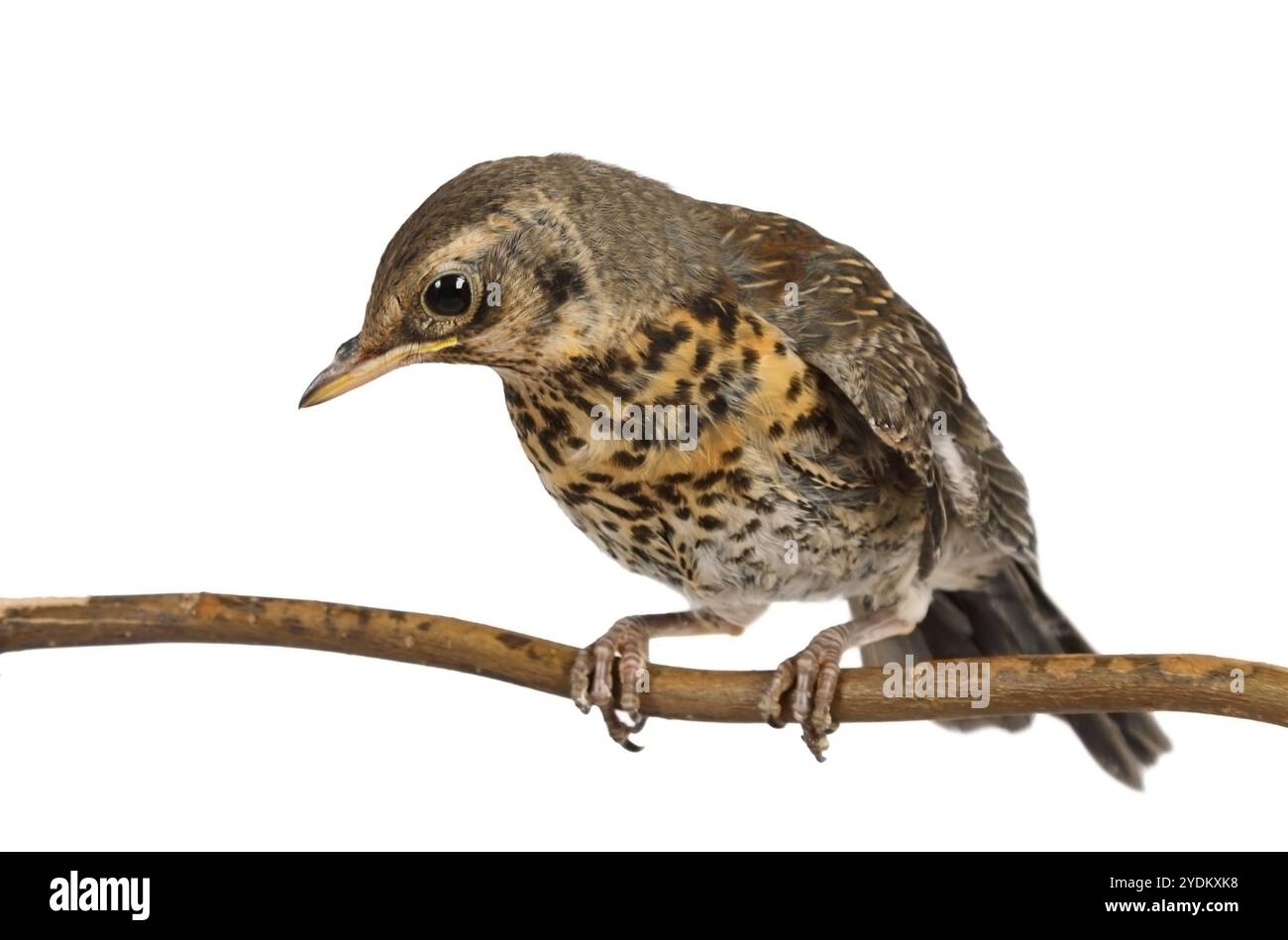 Baby bird thrush fieldfare sitting on a branch isolated on a white ...