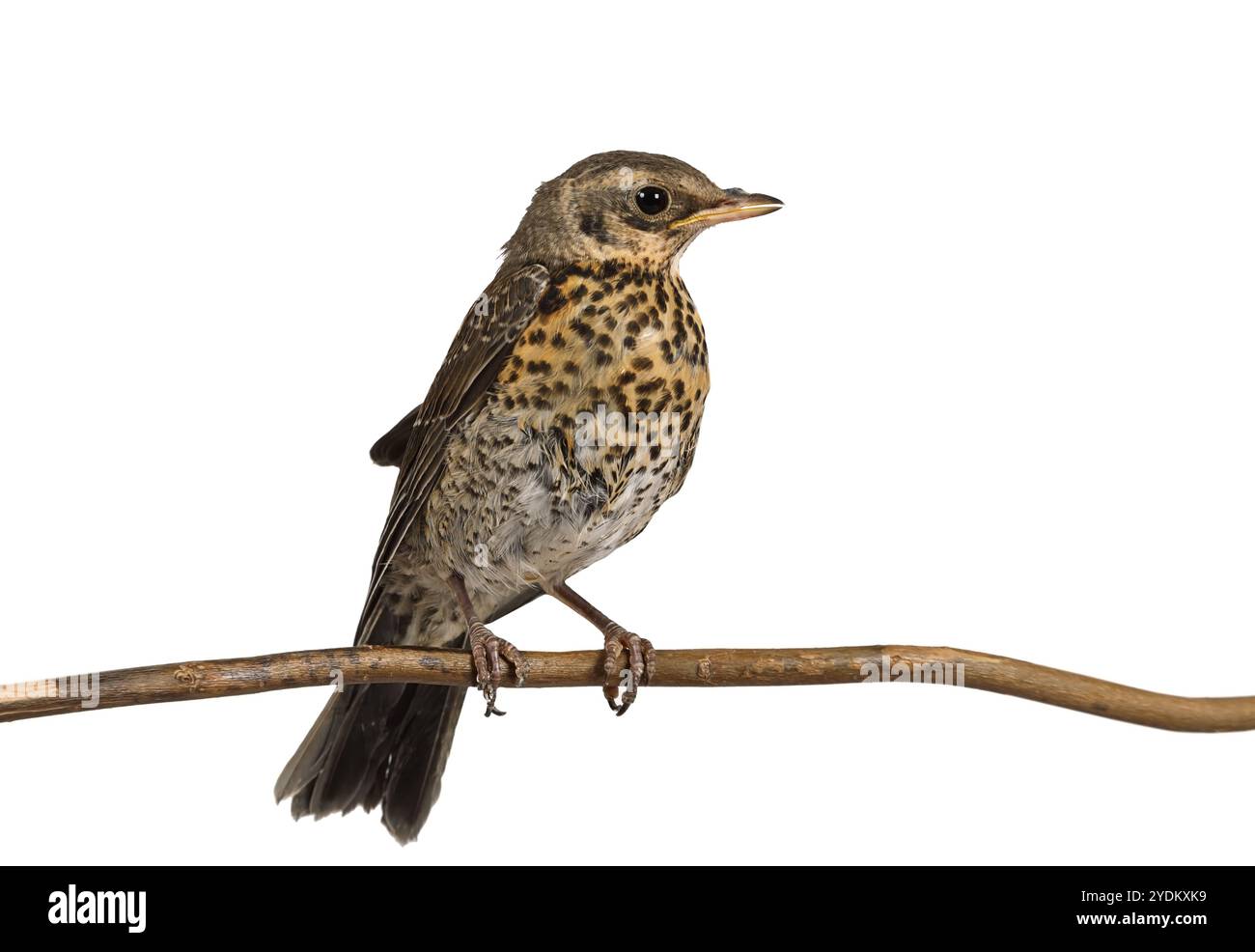 Nestling thrush fieldfare sitting on hi-res stock photography and ...