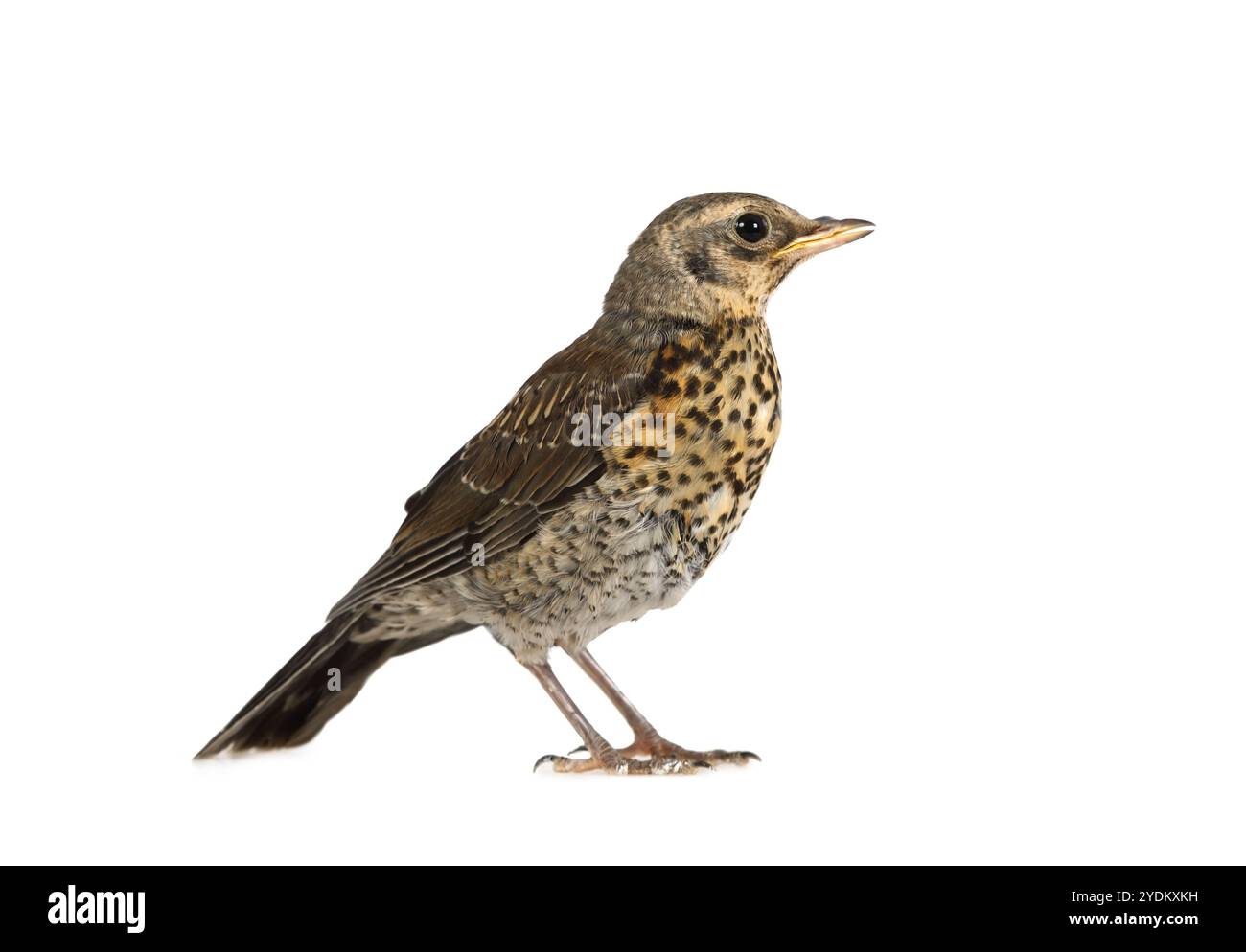 Cute baby bird thrush fieldfare isolated on a white background Stock ...