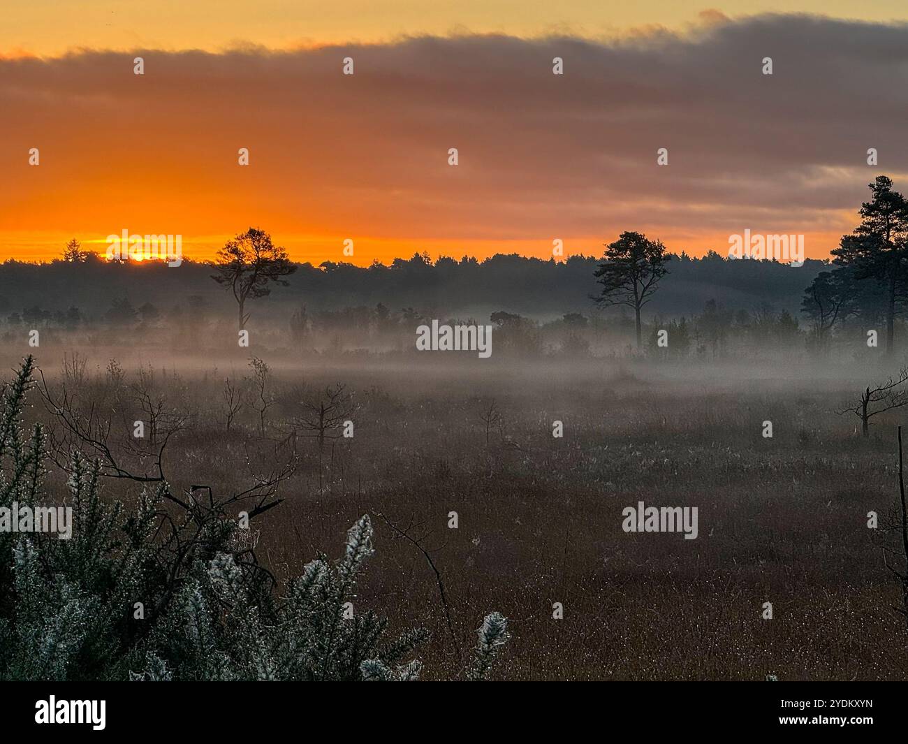 Thursley Common, Elstead. 27th October 2024. A misty start to the day ...