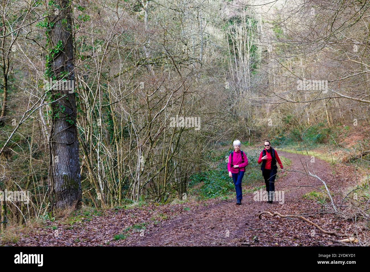 People walking on forest track, Forest of Dean, Wales, UK Stock Photo ...