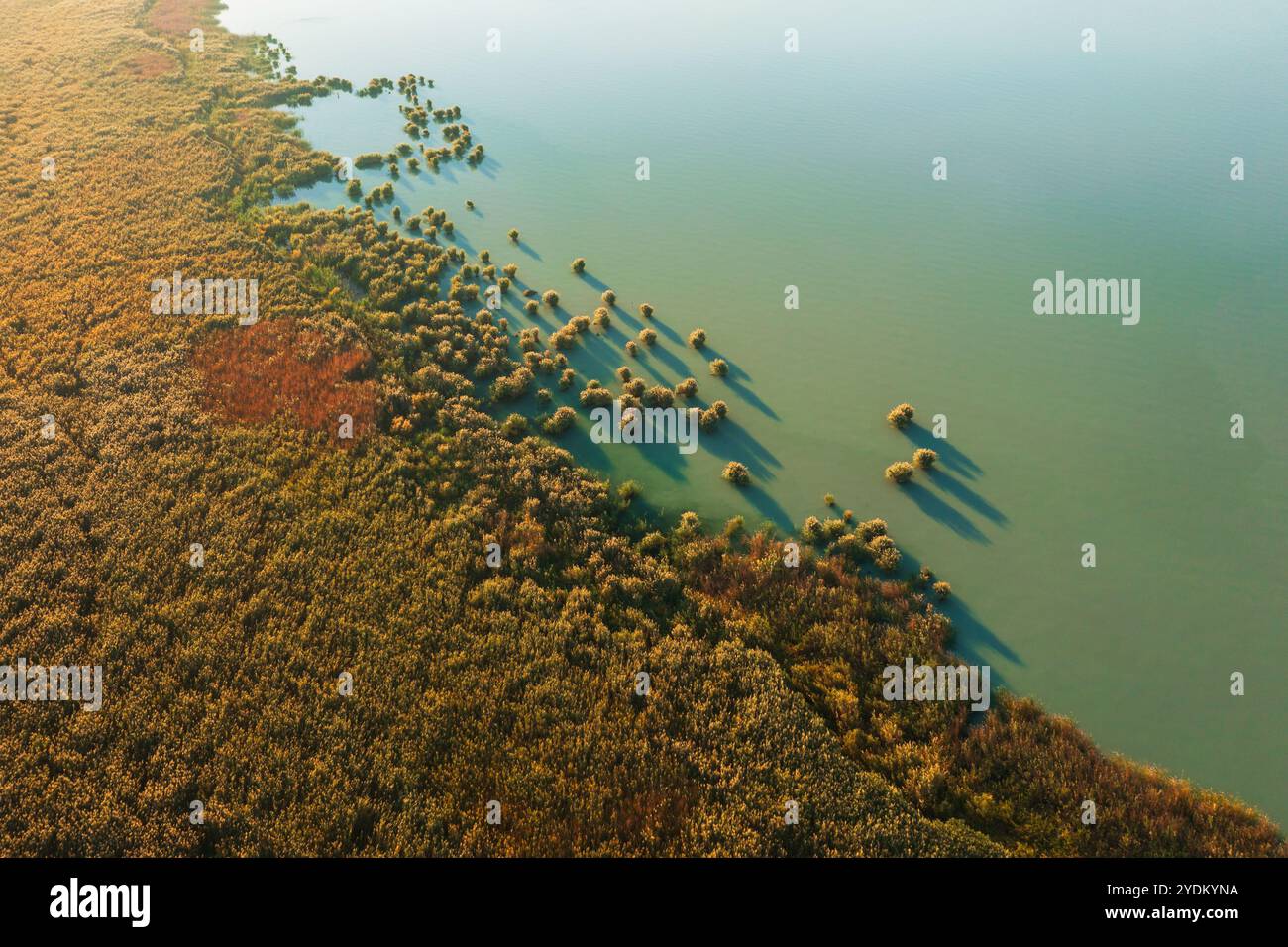 Reeds formation at lake Balaton from birds eye view Stock Photo - Alamy