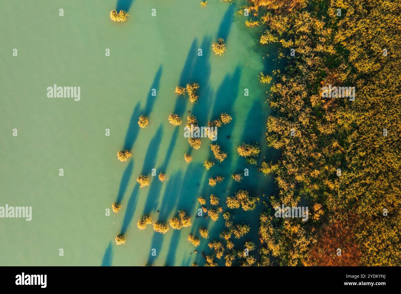 Reeds formation at lake Balaton from birds eye view Stock Photo - Alamy