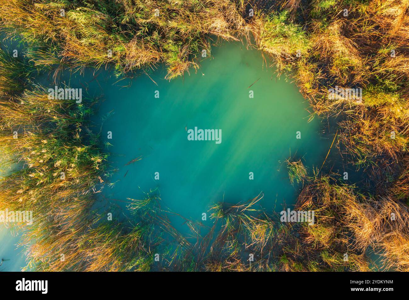 Reeds formation at lake Balaton from birds eye view Stock Photo - Alamy