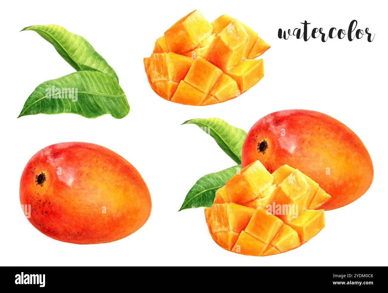 Hand-Painted Watercolor Mango Botanical Illustration Stock Photo - Alamy