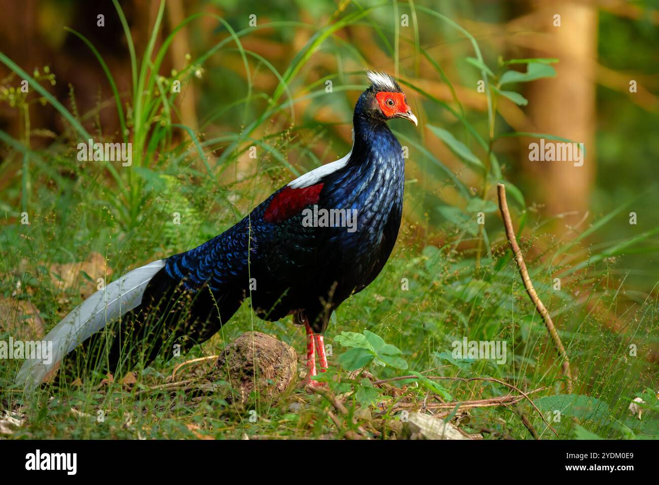 Male pheasant in forest hi-res stock photography and images - Alamy