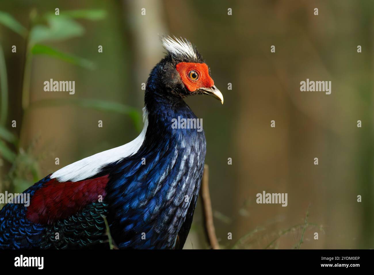 Swinhoe's pheasant male endemic bird Stock Photo - Alamy