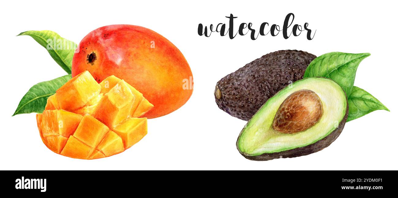 Hand-Painted Watercolor Mango and Avocado Botanical Illustration Stock ...
