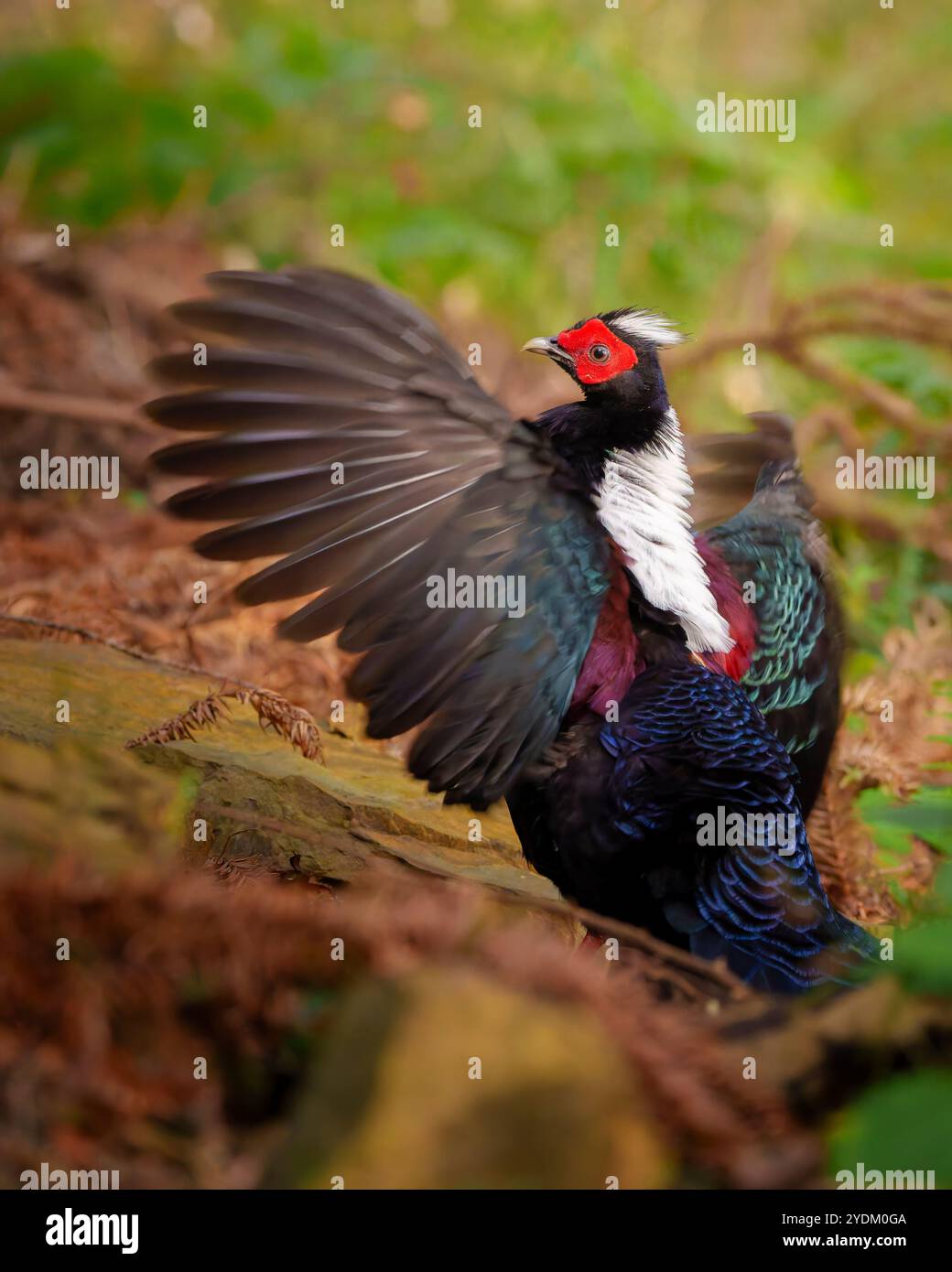 Swinhoe's pheasant male open the wings endemic bird Stock Photo - Alamy