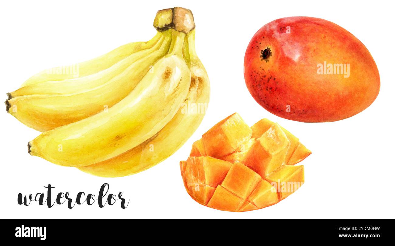 Hand-Painted Watercolor Mango and Banana Botanical Illustration Stock ...