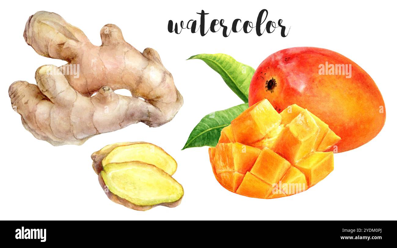Hand-Painted Watercolor Mango and Ginger Root Botanical Illustration ...