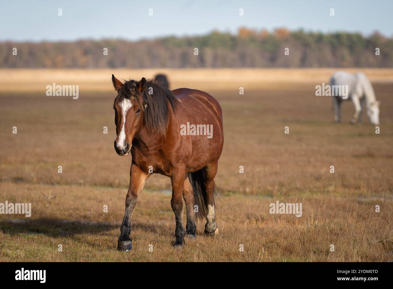 Estonian native hors ( Estonian Klepper) in the coastal meadow. Horses ...