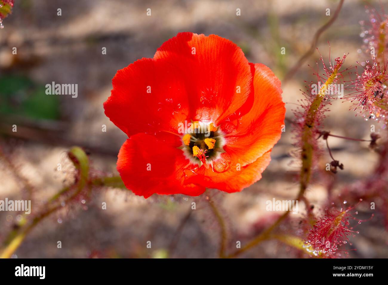 The red flowered form of the Sundew Drosera cistiflora (a carnivorous ...