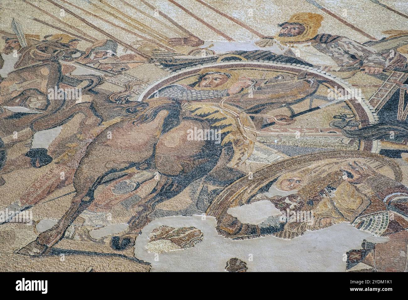 Section of a Mosaic in the House of the Faun, Pompeii, Italy depicting ...