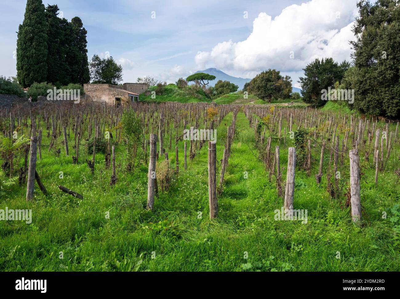 The 'Foro Boario' vineyard Pompeii Archaeological park, Naples, Italy ...
