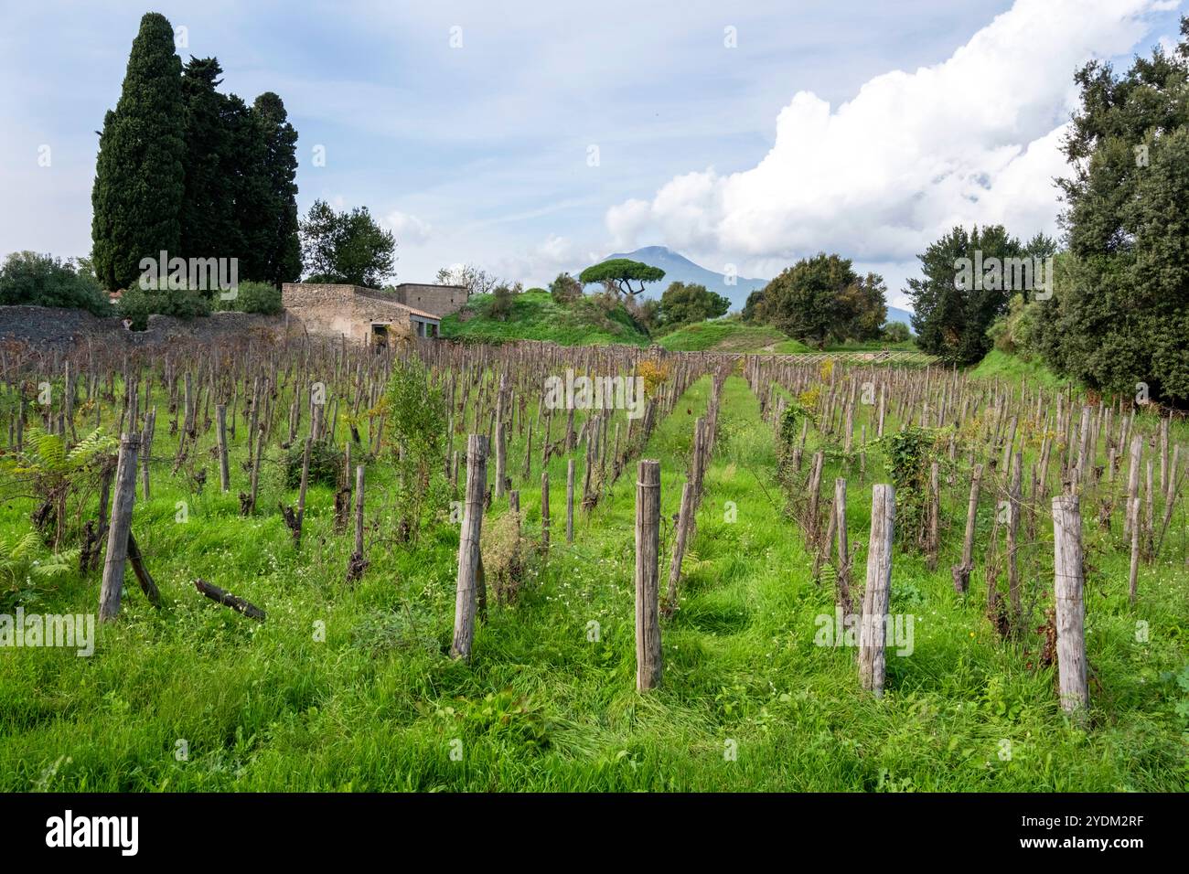 The 'Foro Boario' vineyard Pompeii Archaeological park, Naples, Italy ...