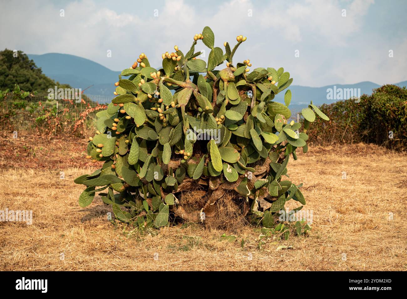 A big prickly pear bush plant in the countryside. The soil id very dry ...