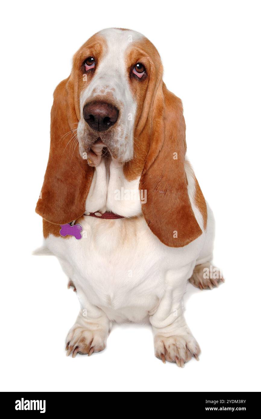 Hound dog Cut Out Stock Images & Pictures - Alamy
