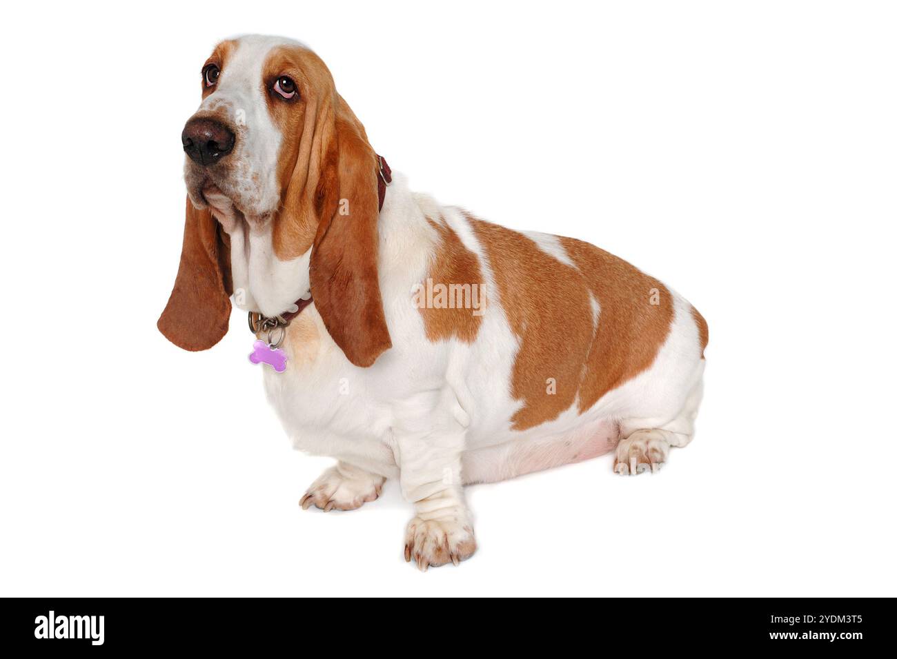 Sad Basset Hound dog on a clean white background Stock Photo - Alamy