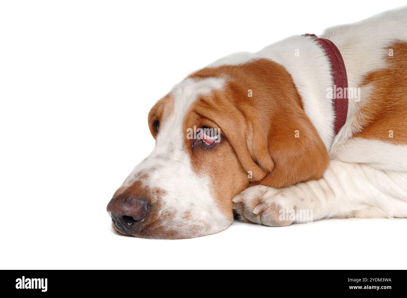 Sad sick Basset Hound dog on a clean white background Stock Photo - Alamy