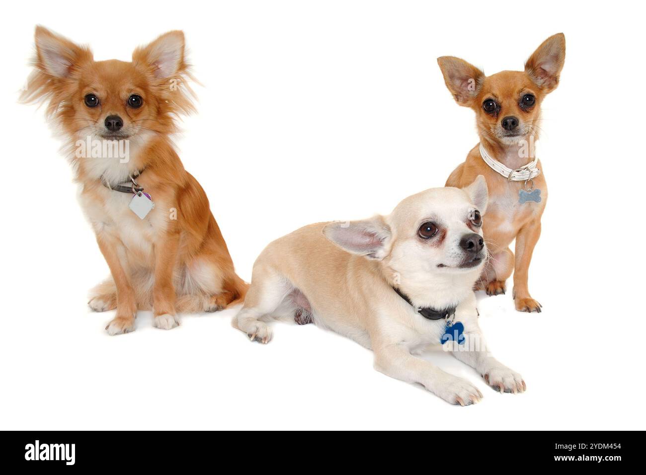 Three cute little puppy dogs Cut Out Stock Images & Pictures - Alamy