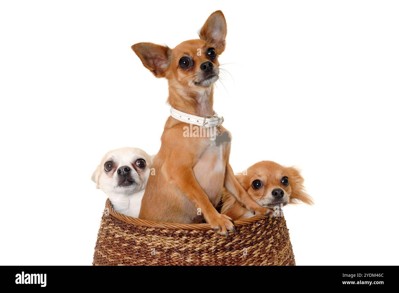Three happy chihuahua puppy dogs isolated on a white background Stock ...