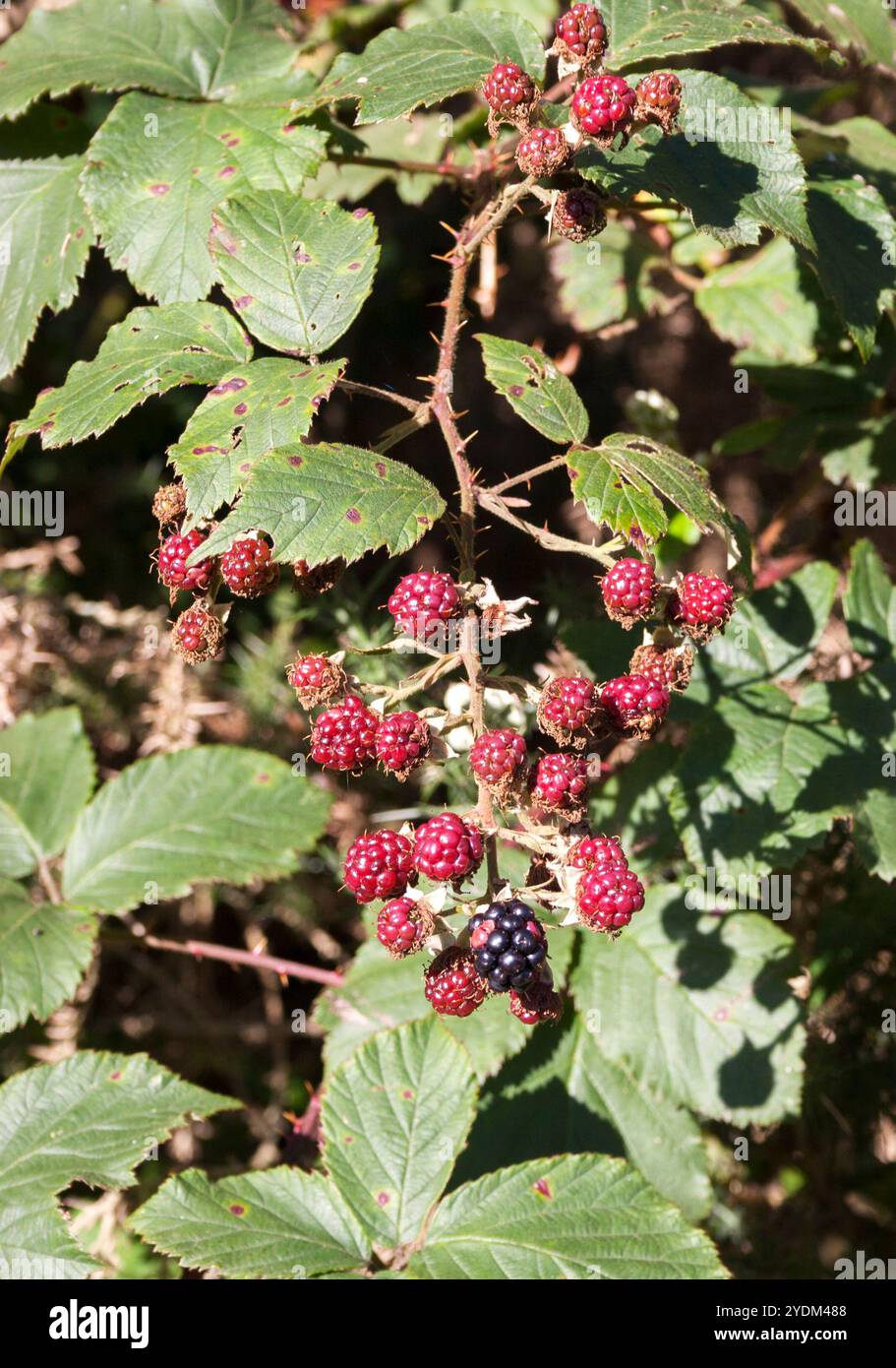 Bramble rubus fruticosus fruit hi-res stock photography and images - Alamy