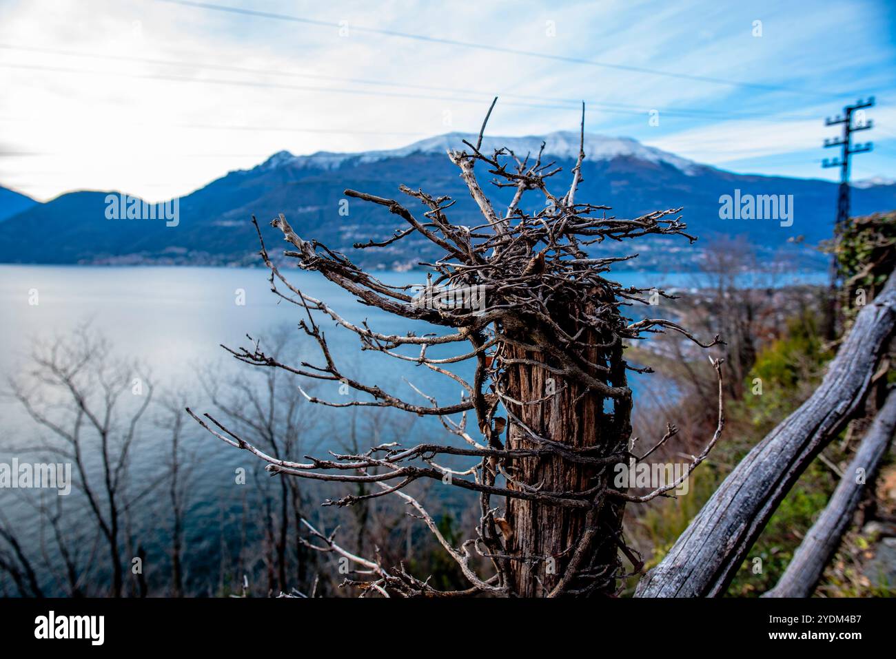 old dead lumpy tree on the lake shore in Varenna on Lake Como Italy ...