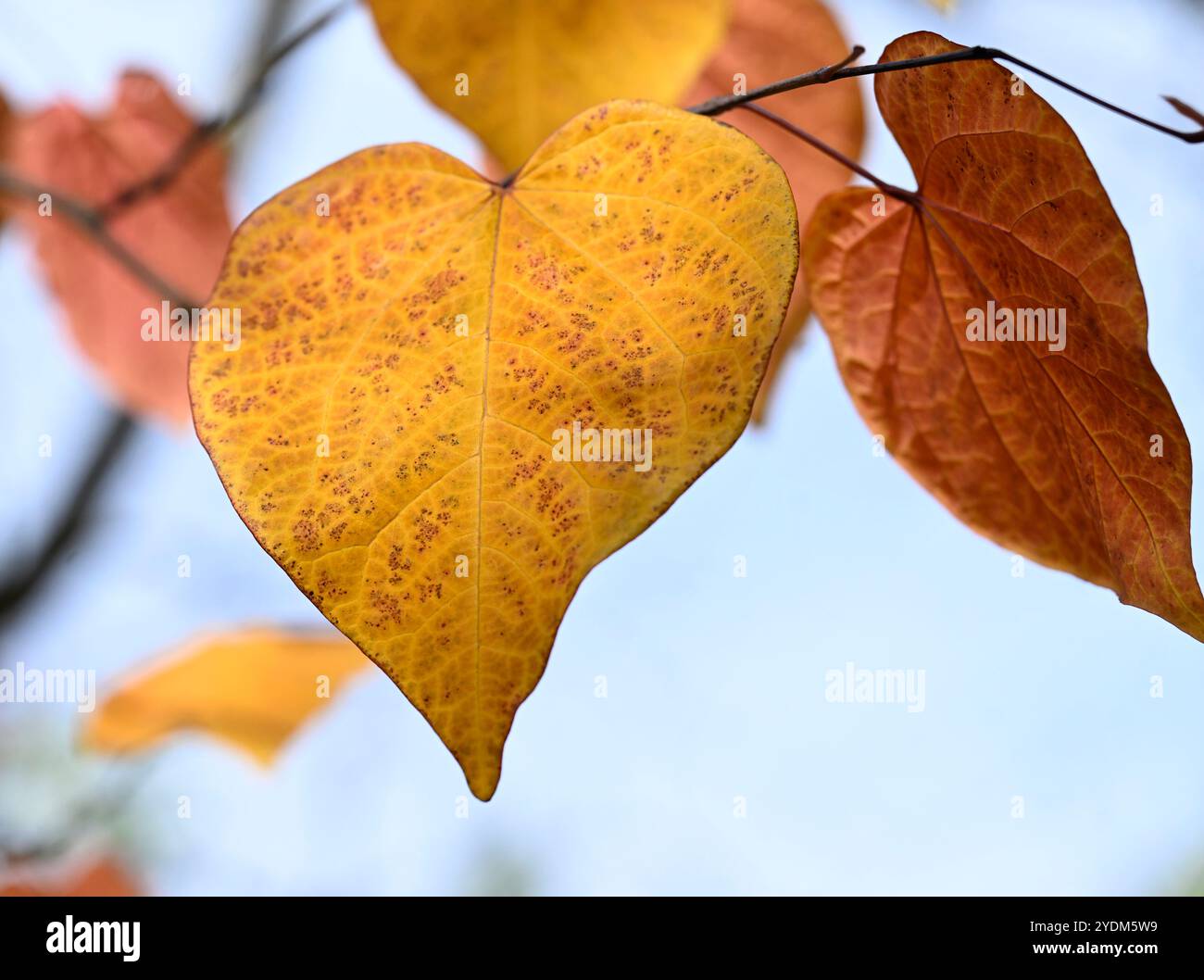 Cologne, Germany. 26th Oct, 2024. The last remaining heart-shaped ...