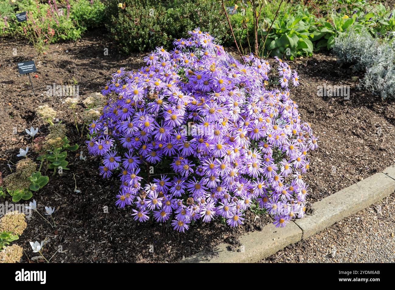 Michaelmas daisy, (Aster amellus), and other plants in the Paradise ...