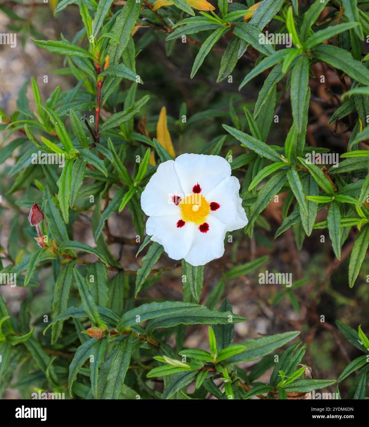 The white flower of a Rock Rose, Cistus × dansereaui 'Jenkyn Place ...