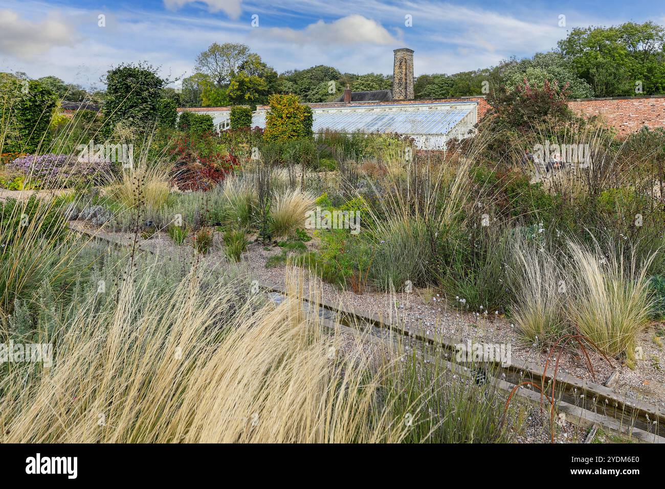Grasses growing in the Paradise garden at the RHS Garden Bridgewater ...