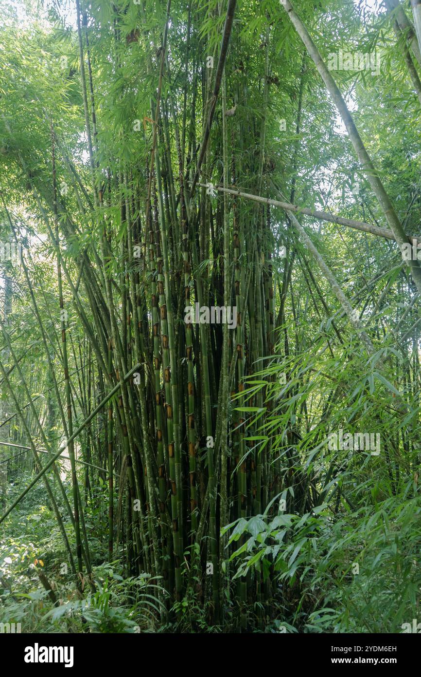 Bamboo trees plants in hi-res stock photography and images - Alamy