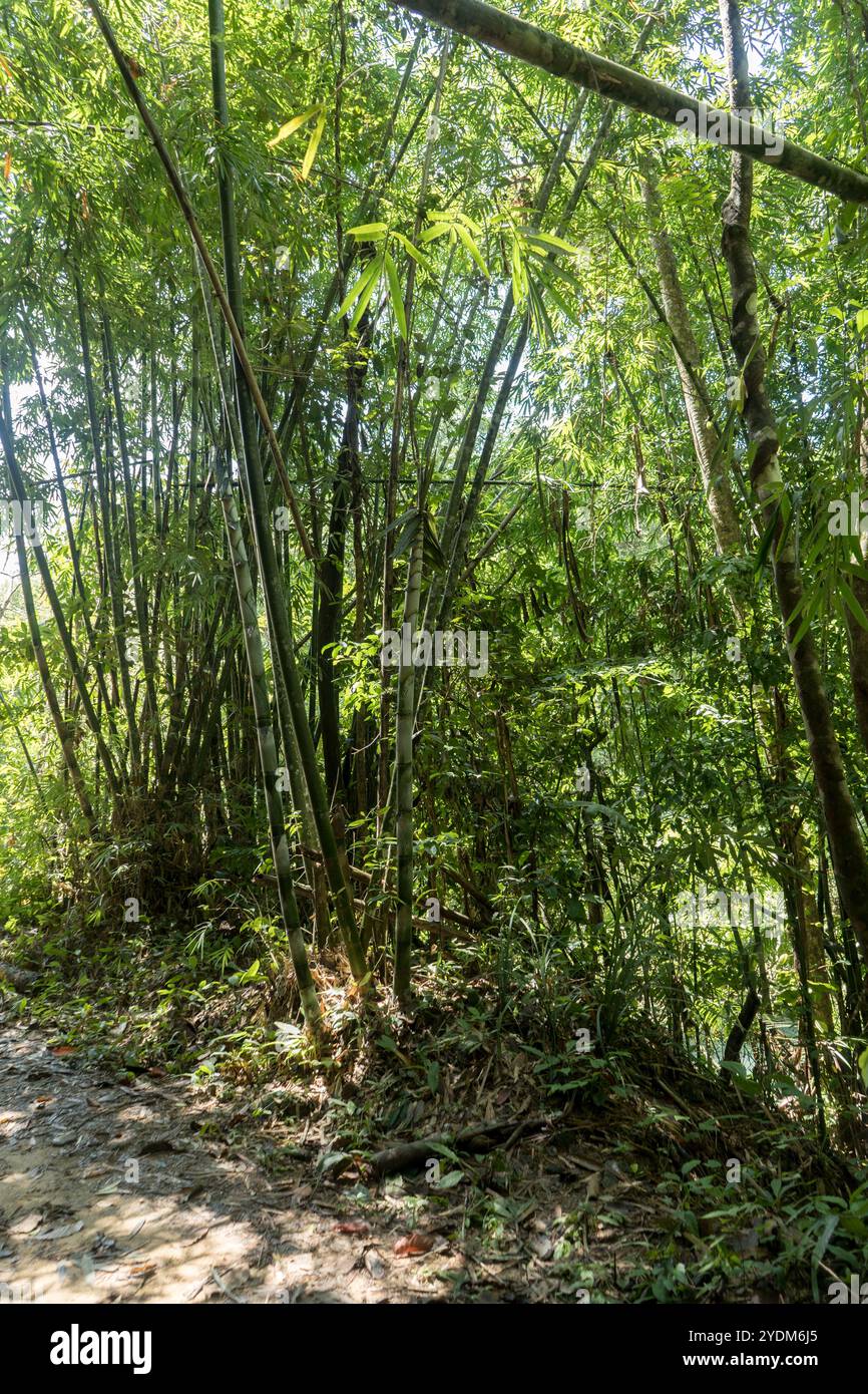 Bamboo green forest in tropical rainforest hi-res stock photography and ...