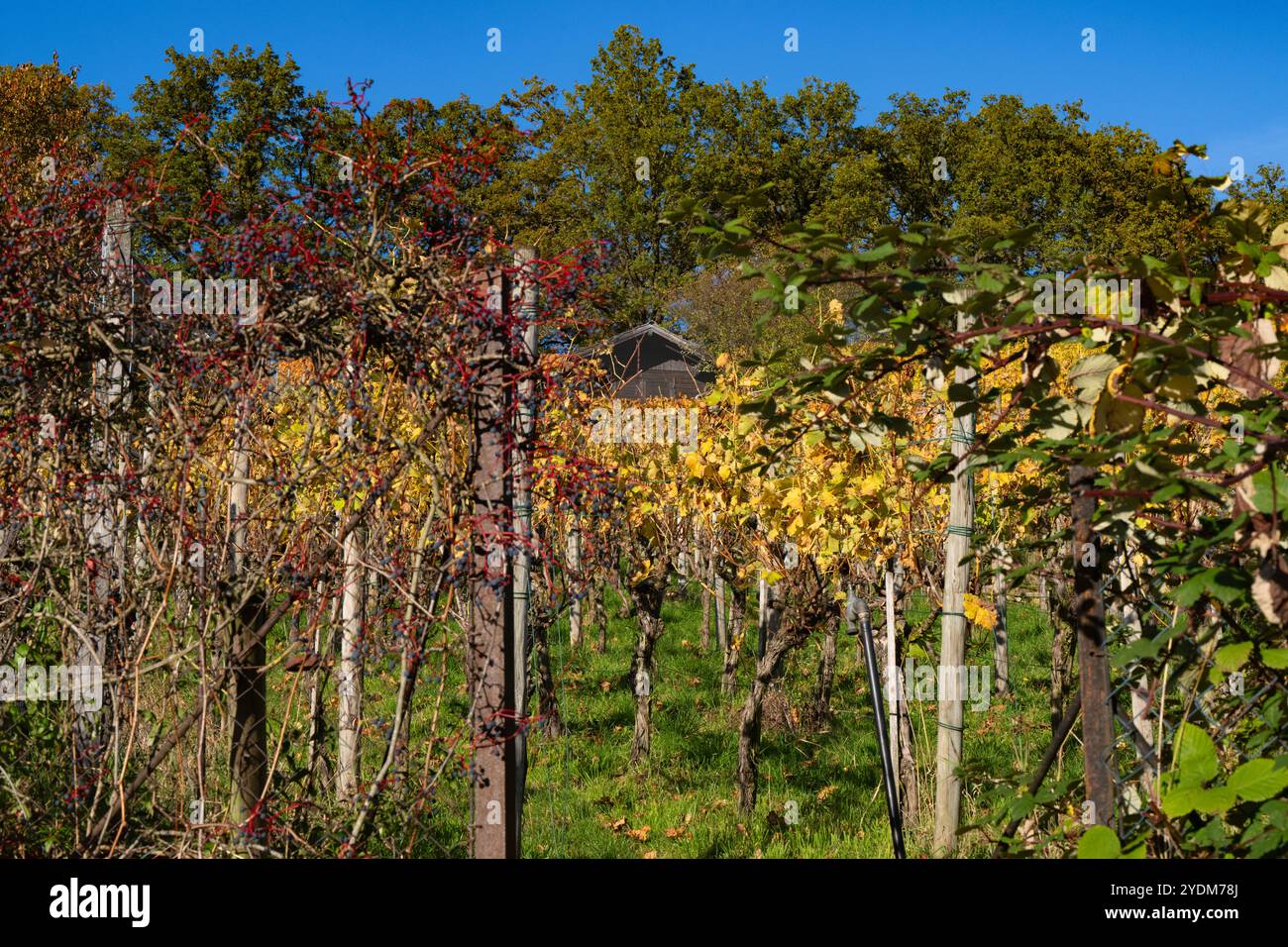View through a fence opening onto vines in fall Stock Photo - Alamy