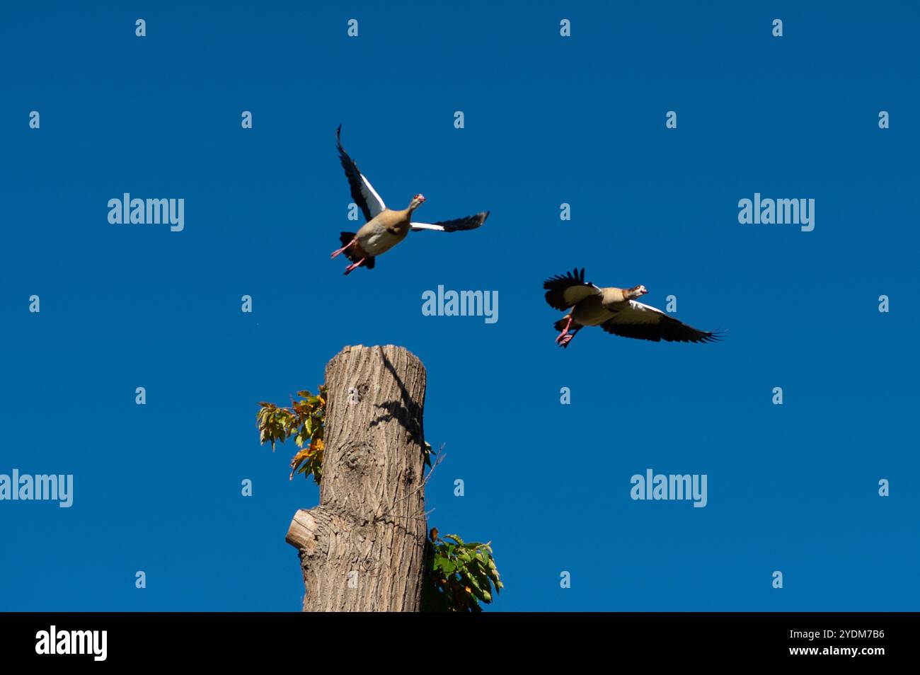 Windsor clocks hi-res stock photography and images - Alamy