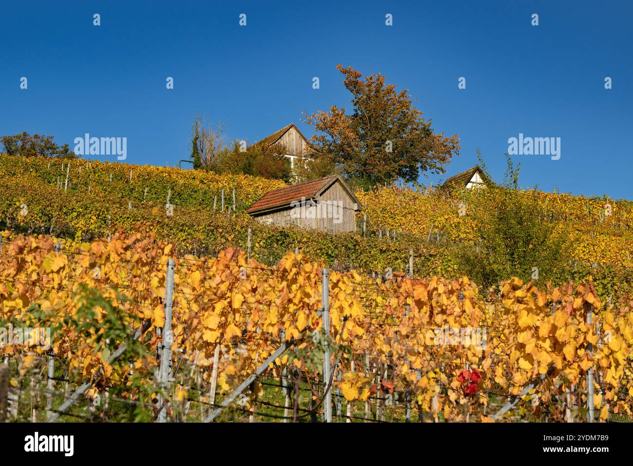 Colorful fall: Three huts in the vineyard Stock Photo - Alamy