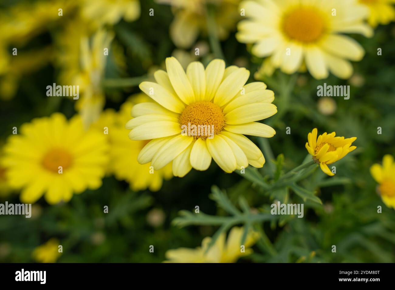Yellow marguerite daisy (Argyranthemum frutescens) flowers Stock Photo ...