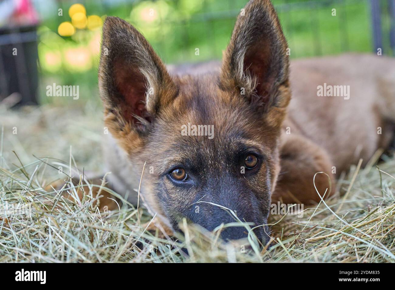 Beautiful gray German Shepherd puppy in a garden on an early summer day ...