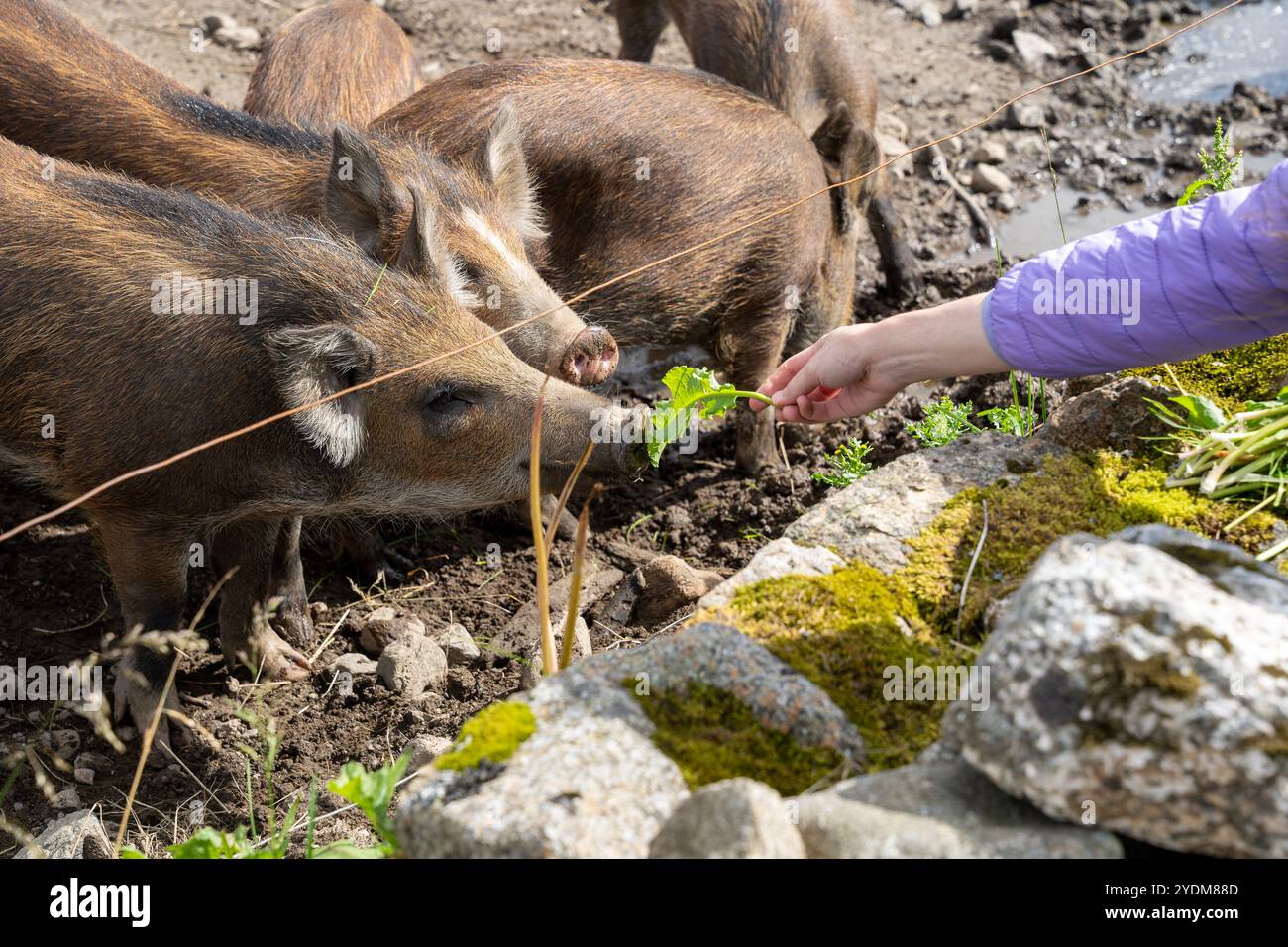 Wild boar (Sus scrofa) piglets eating grass from hand in enclosure ...