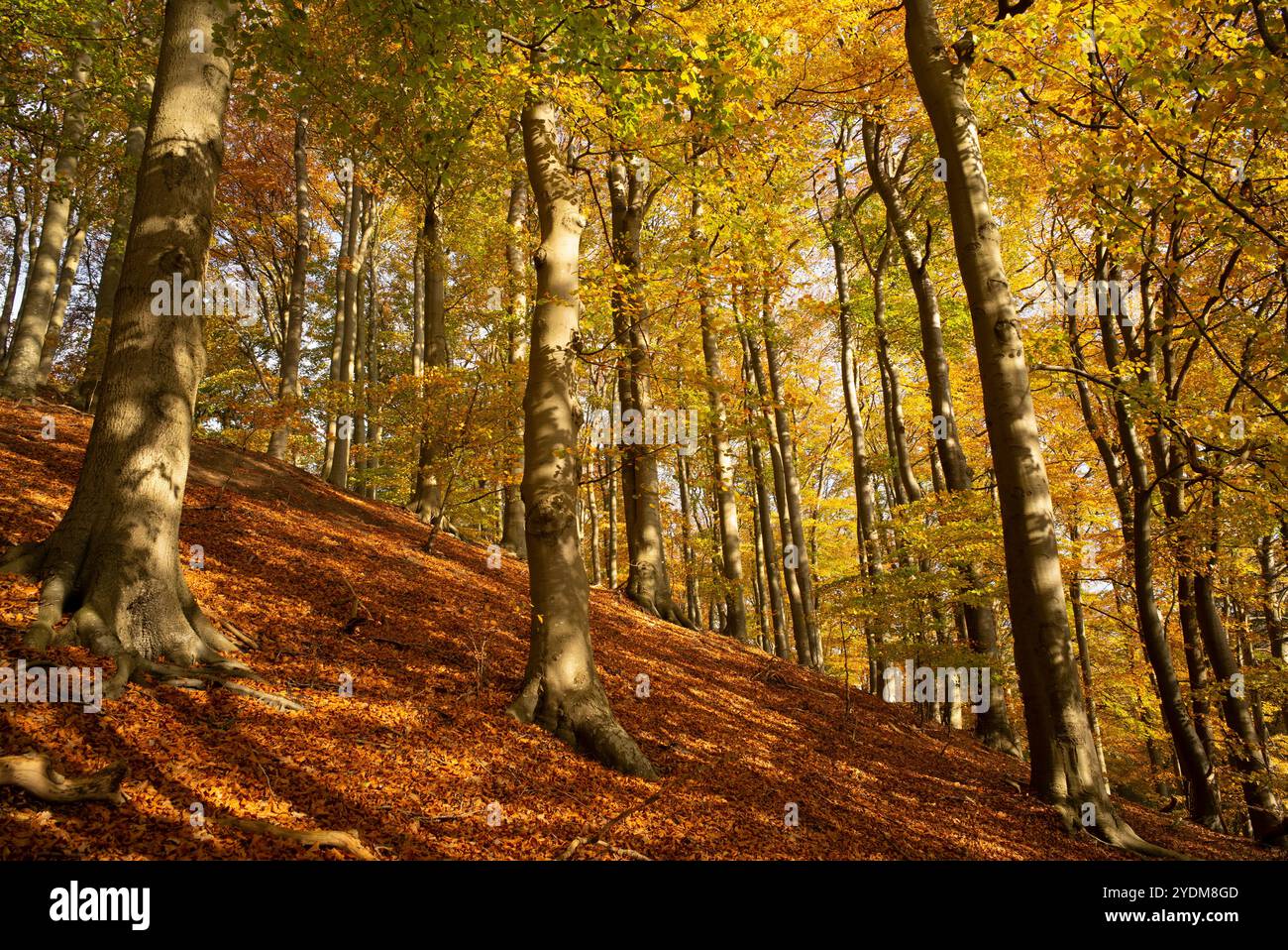 Laubwald im herbst hi-res stock photography and images - Alamy