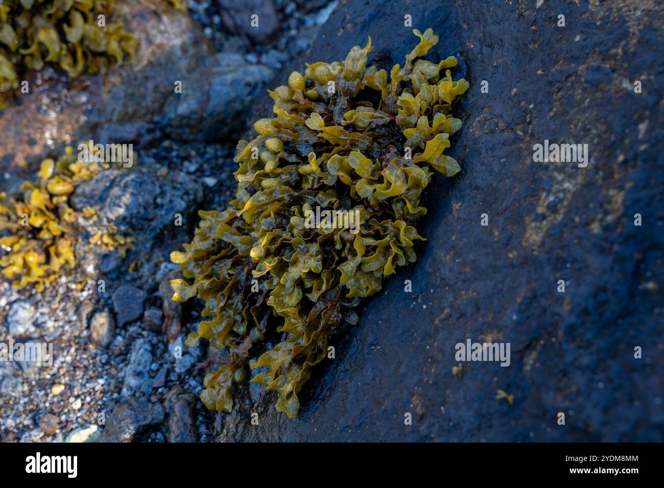 Fucus vesiculosus, bladder wrack or rockweed hanging from a wet rock ...