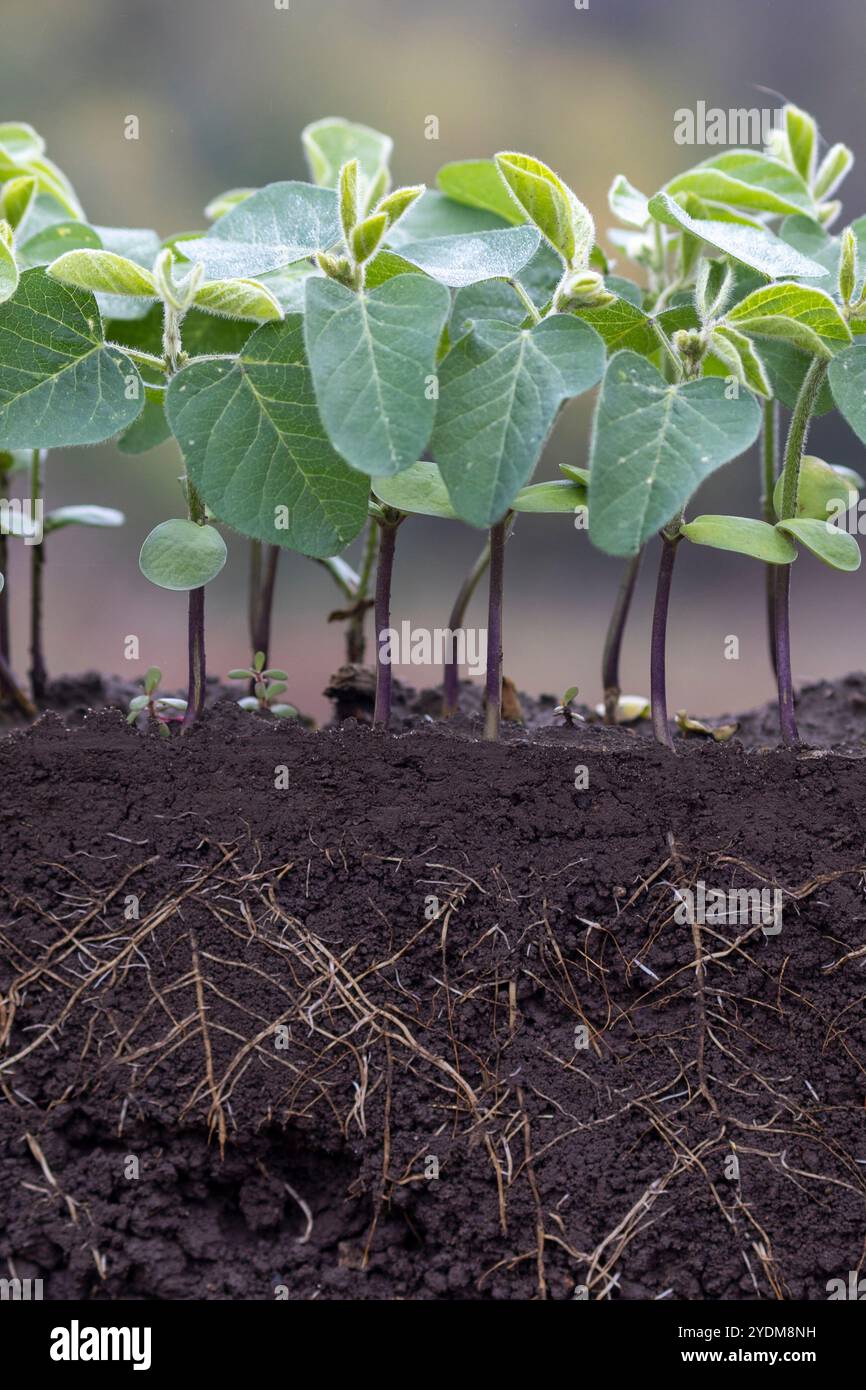 young sunflower plants in soil with roots Stock Photo - Alamy