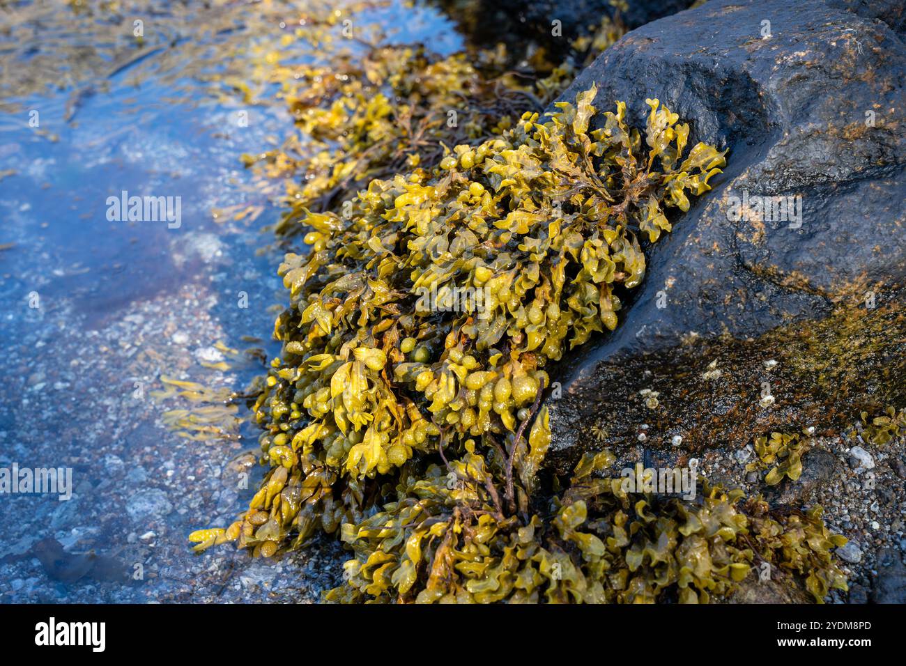 Fucus vesiculosus, bladder wrack or rockweed hanging from a wet rock ...
