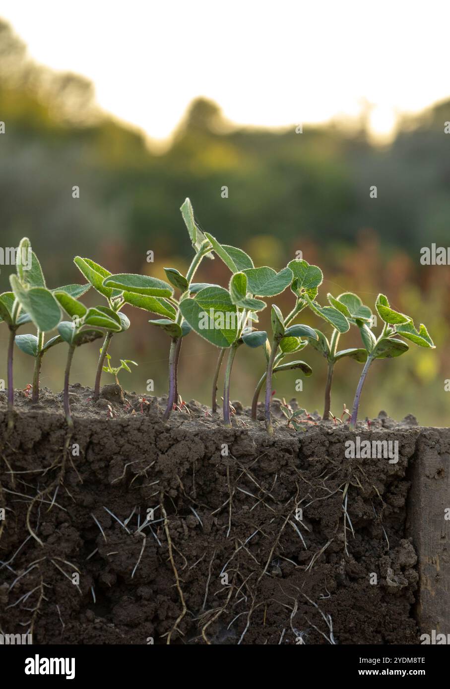 Fresh green soybean plants with roots Stock Photo - Alamy