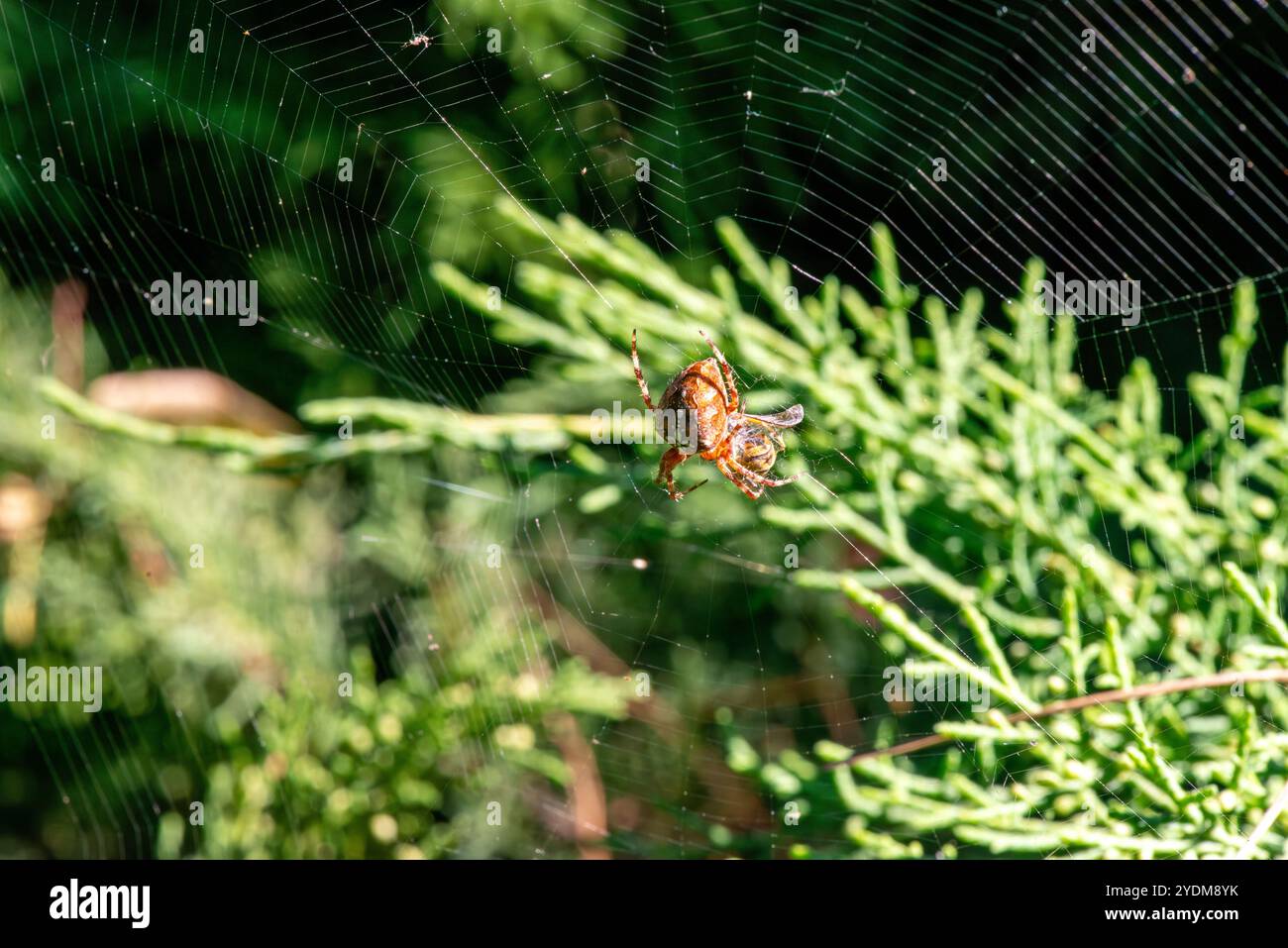 The Patient Hunter: Spider on Its Web. Nature's Geometry. Spider Web ...